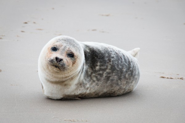 Travelguide Sylt | Seelenschmeichelei