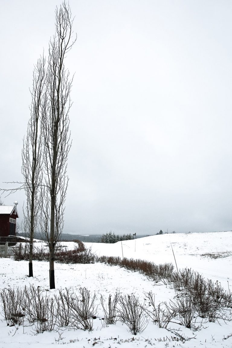 Faviken | Seelenschmeichelei
